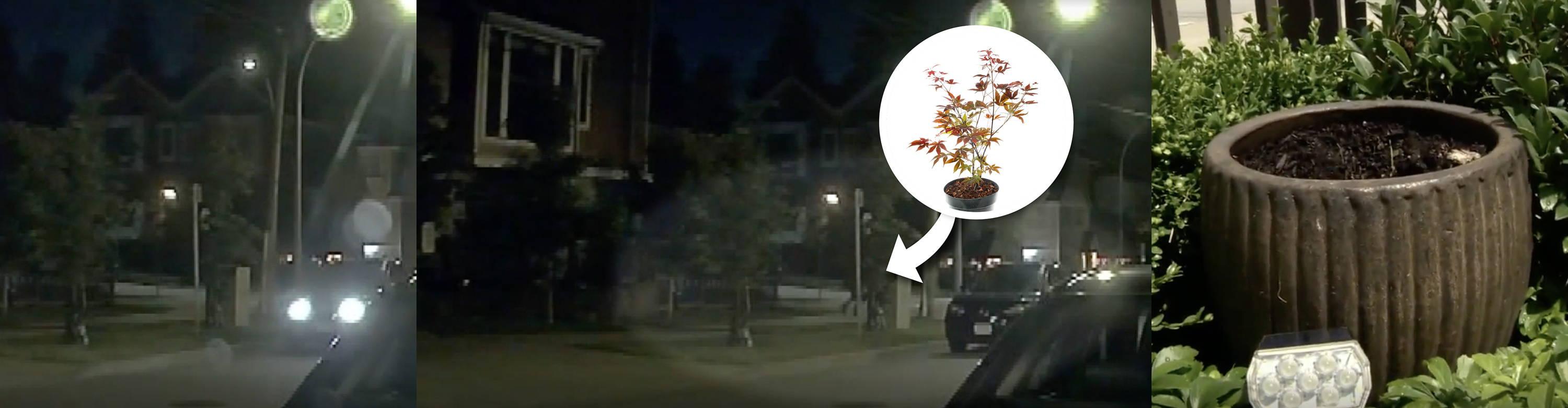 How a Dash Cam Captured the Theft of a Japanese Maple Tree ...