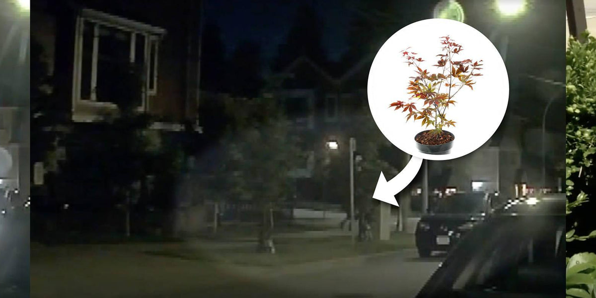 How a Dash Cam Captured the Theft of a Japanese Maple Tree ...
